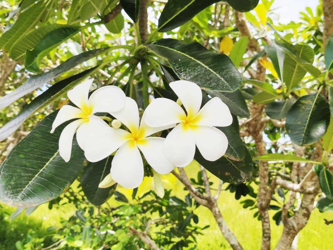 Die 10 schönsten tropischen Blumen der tahitianischen Inseln ...