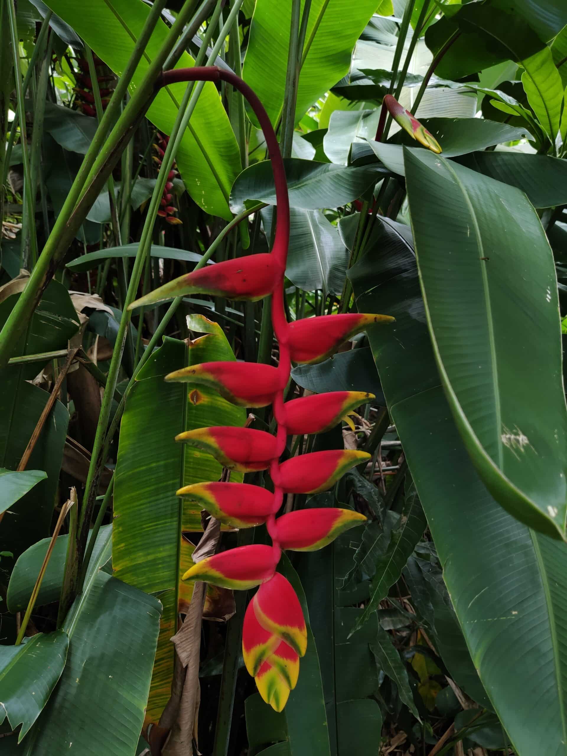 Die 10 schönsten tropischen Blumen der tahitianischen Inseln ...