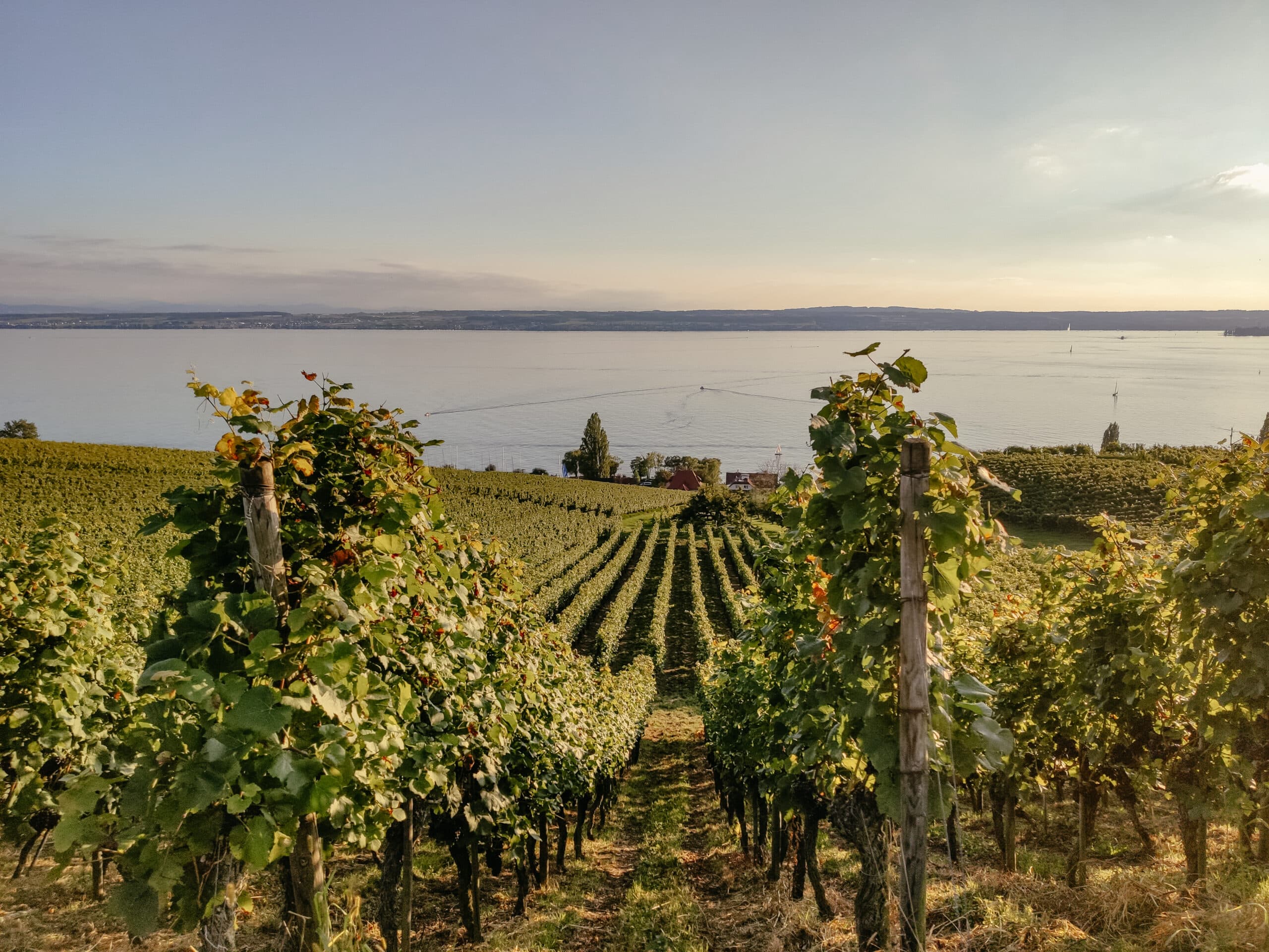 Meersburger Höhenweg: Bodensee Wanderung mit Panoramablick