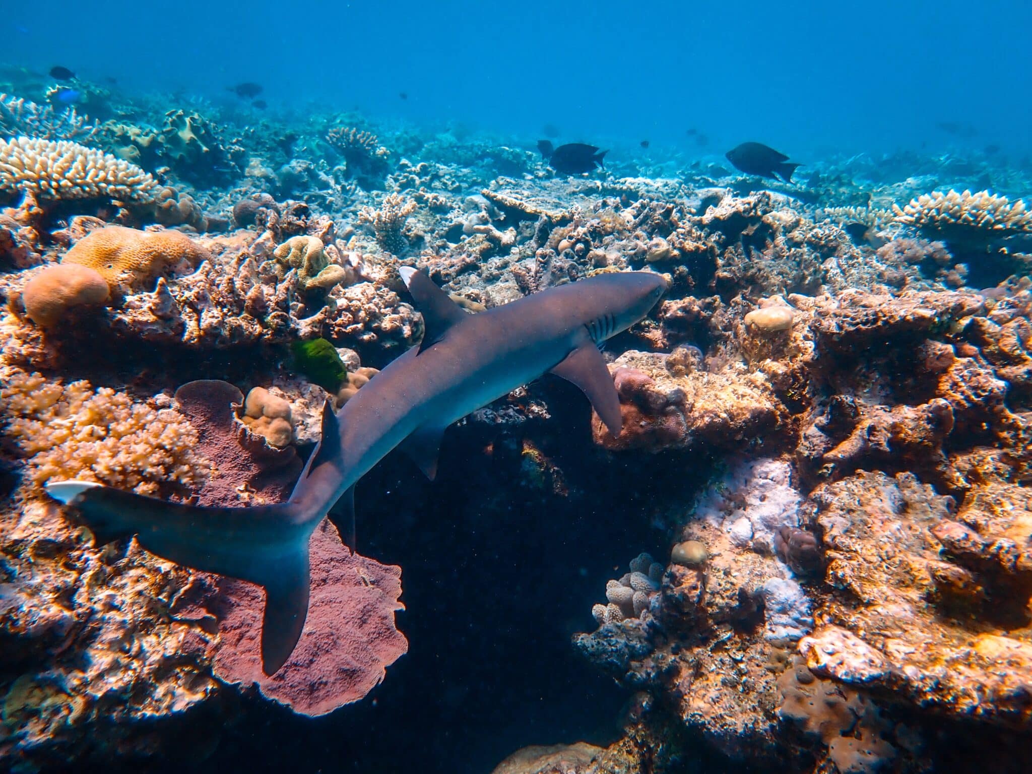 Great Barrier Reef in Australien: Infos zum Schnorcheln & Tauchen