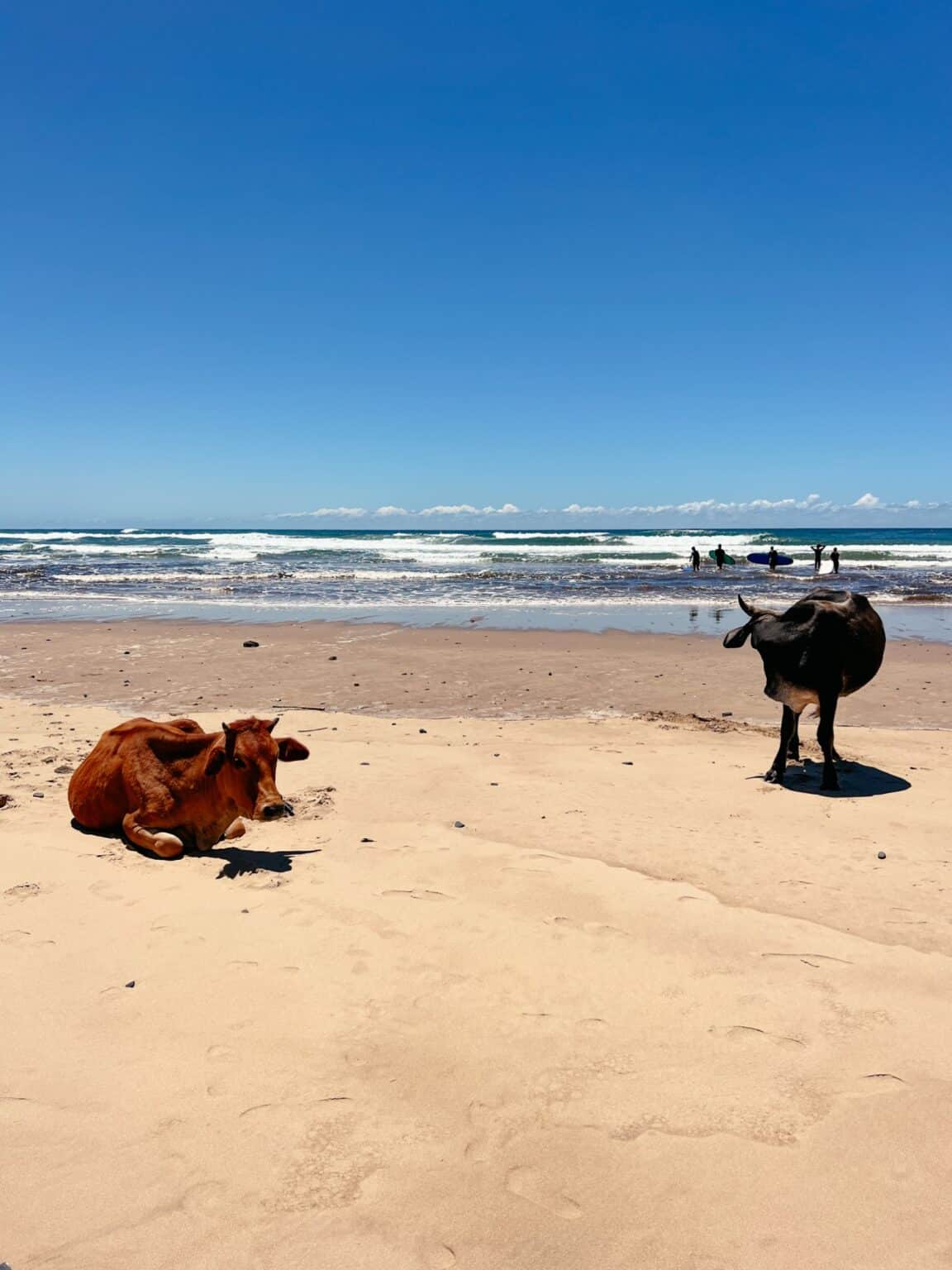 Coffee Bay an der Wild Coast in Südafrika: Lohnt sich ein Besuch?