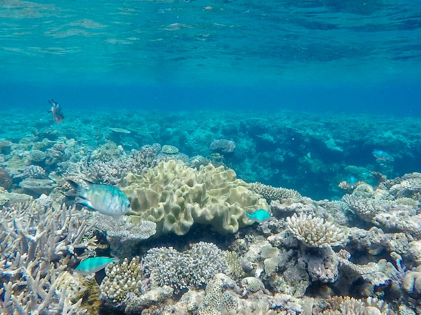 Great Barrier Reef in Australien: Infos zum Schnorcheln & Tauchen