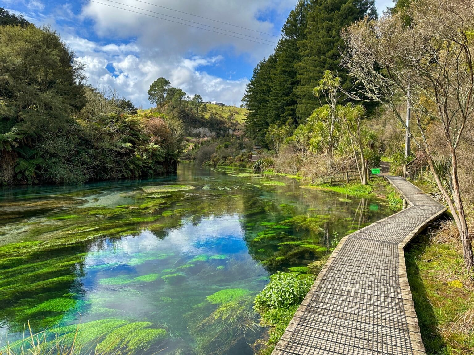 Blue Springs (Putaruru): Die schönste Wanderung in Neuseeland?